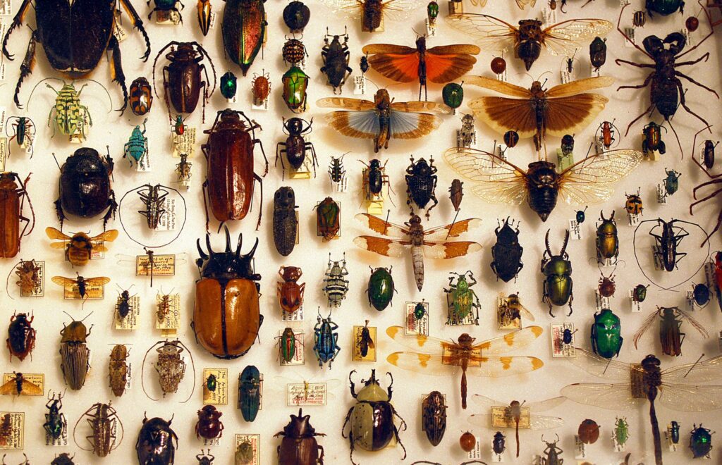Exploring the Insect Population in the UK: Are There a Lot of Insects ...