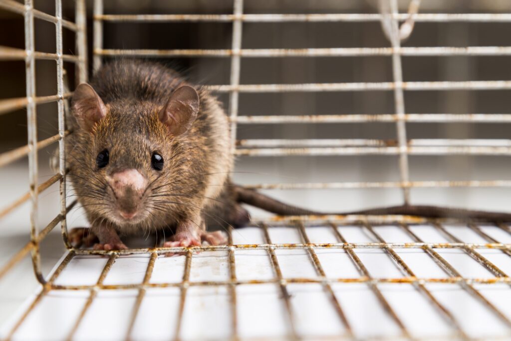 How Much Does a Rat Exterminator Cost in London? - Quick Pest-UK